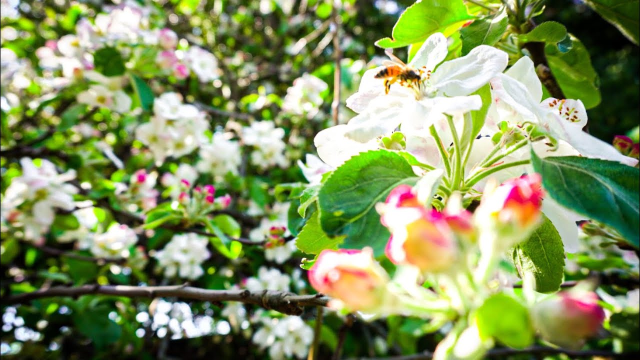 Bees and Apple Trees - YouTube