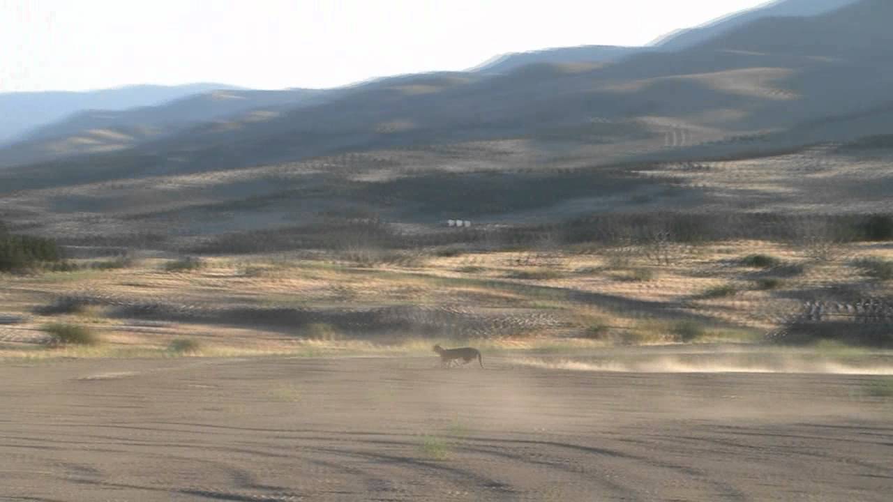 Animal Ark - Lure of the Cheetah - YouTube