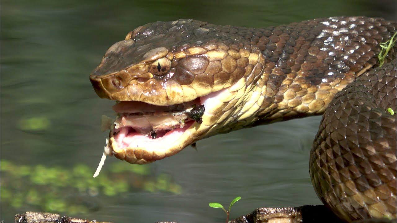 Water Moccasin Eating - YouTube