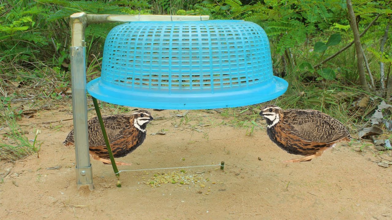 Easy Install Quail Trap Using Steel Pipe And Plastic Baskets - YouTube