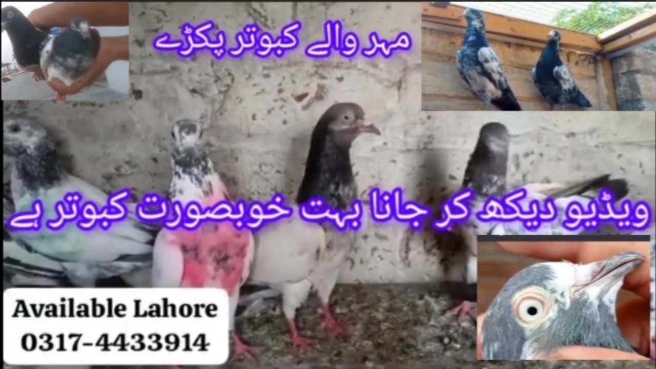 The RICHEST High-Flying Pigeon Breeds in the World - YouTube