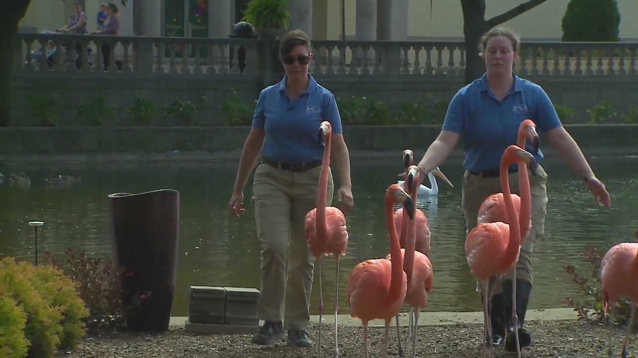 Pink parade: Flamingos steal the show at Brookfield Zoo | Good News ...