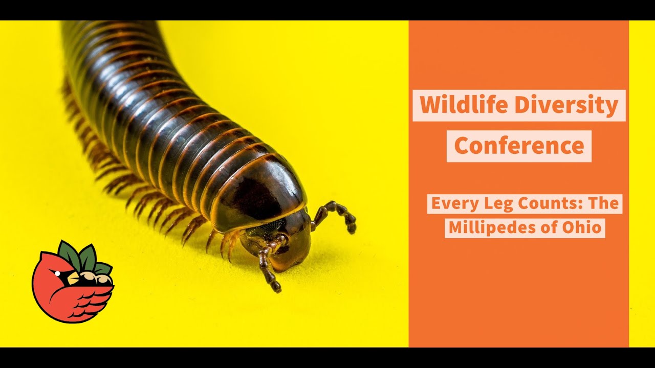 Every Leg Counts: The Millipedes of Ohio - YouTube