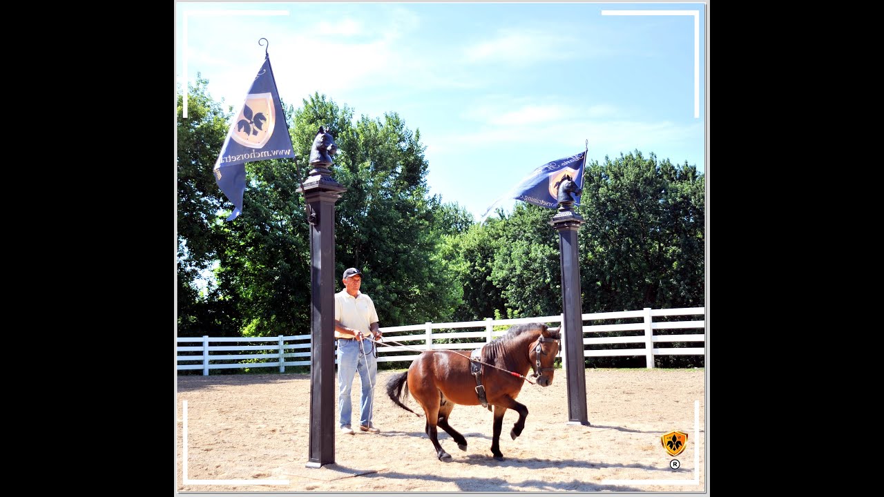 El Mejor PONY Bailador del MUNDO The Best Dancing PONY in the World ...
