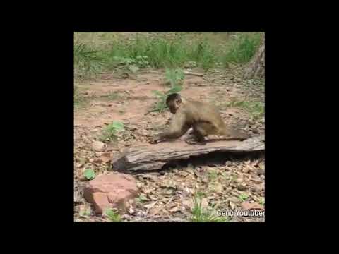 Maymun vs Hindistan Cevizi  ( Mutlu Sonlu )