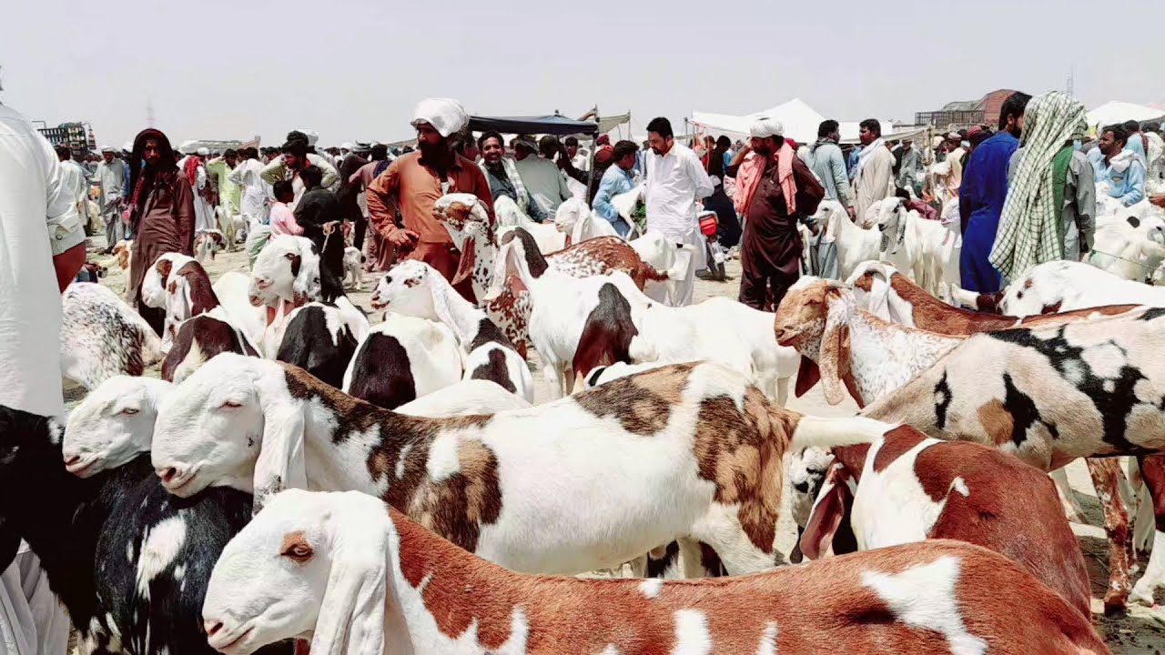 Rajan Pori Bakray for 2023 in Muhammad Pur Mandi Punjab Pakistan. - YouTube