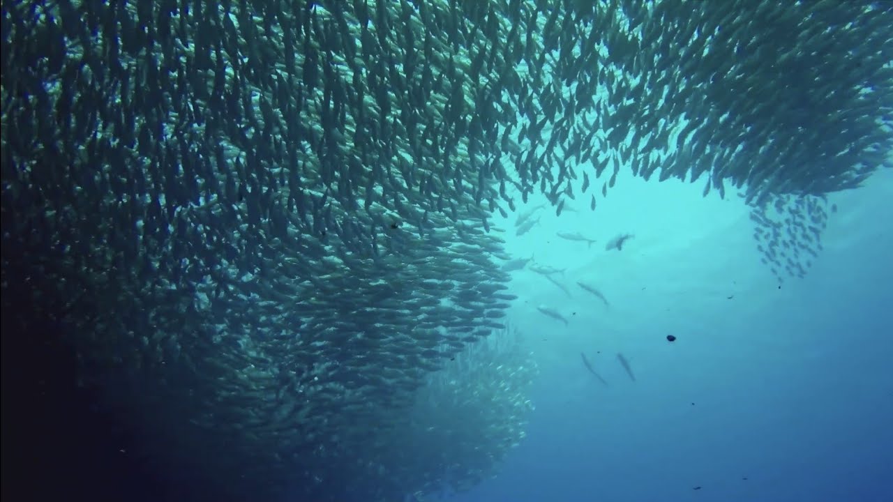 DA-BFAR's 60th Fish Conservation Week and Malinis at Masaganang ...