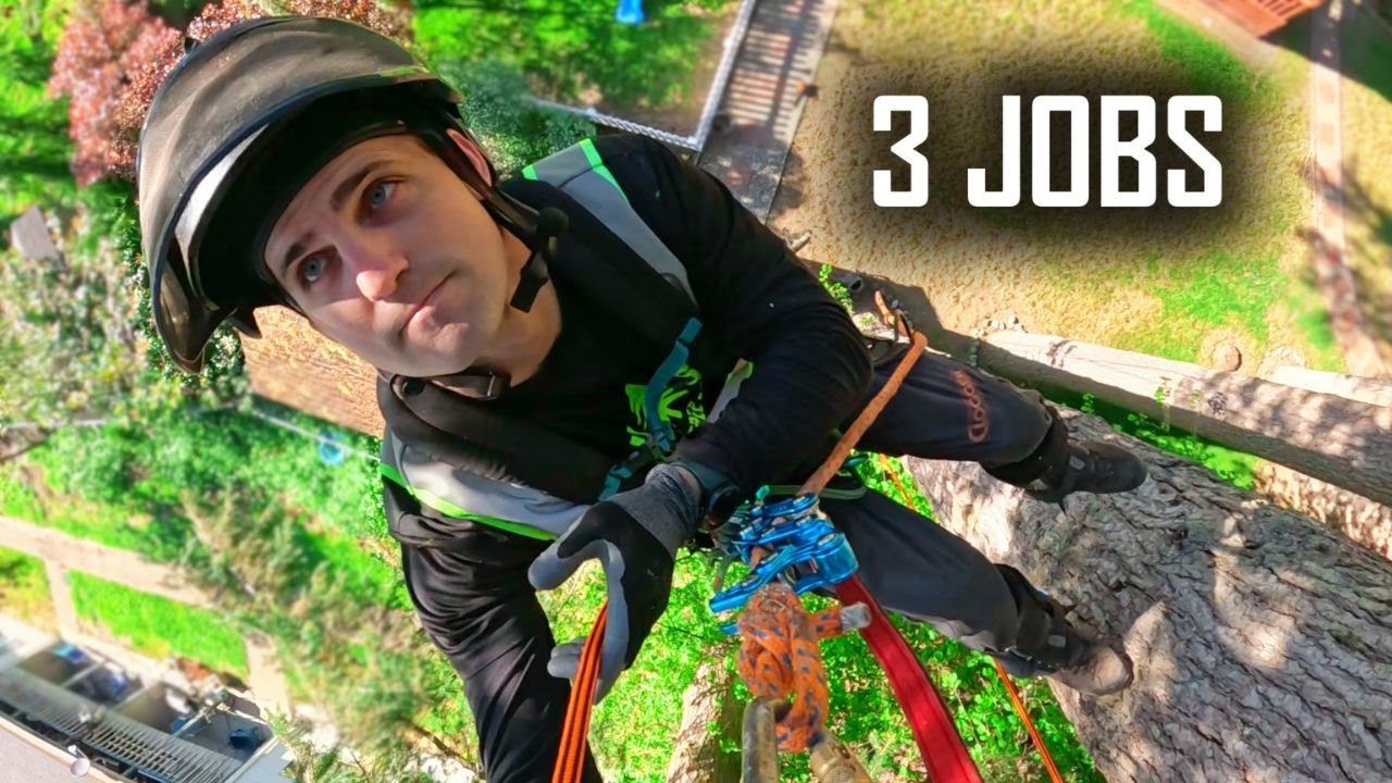 Massive Tree Trim, Maple Removal & Pear Tree Rigging - YouTube