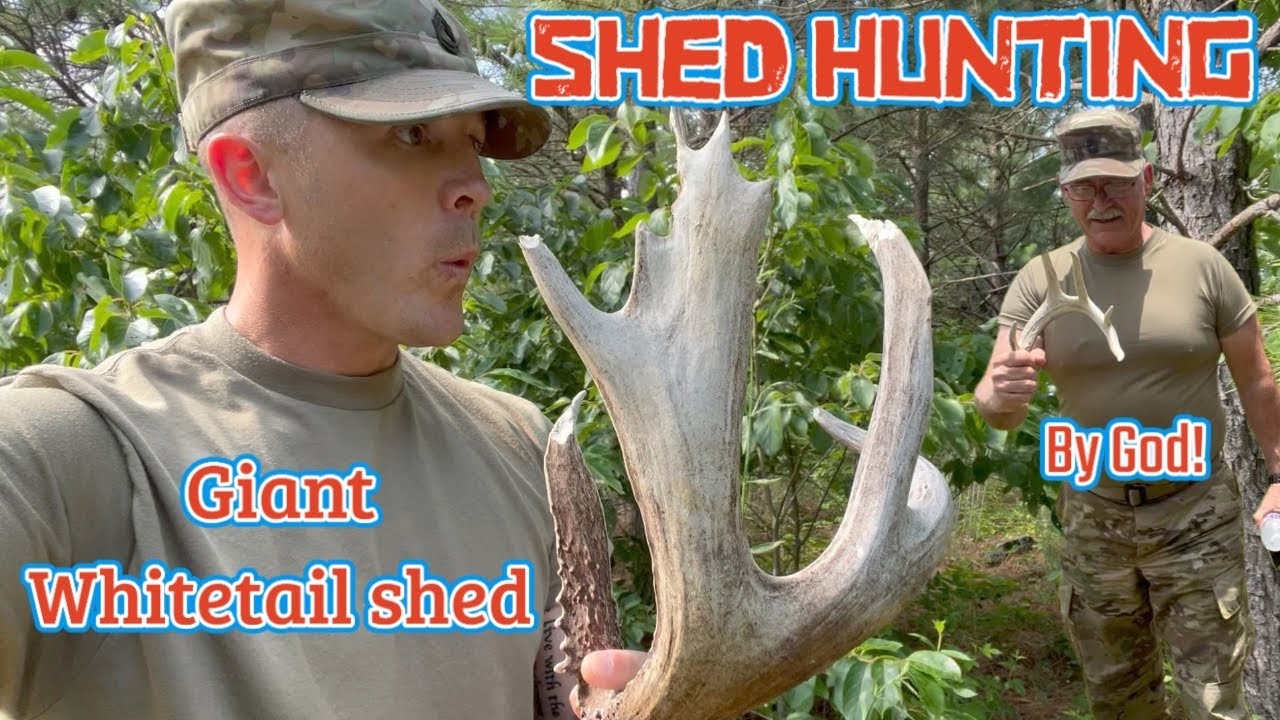 Shed Hunting // Whitetail Sheds // Whitetail Bucks // Hunting - YouTube