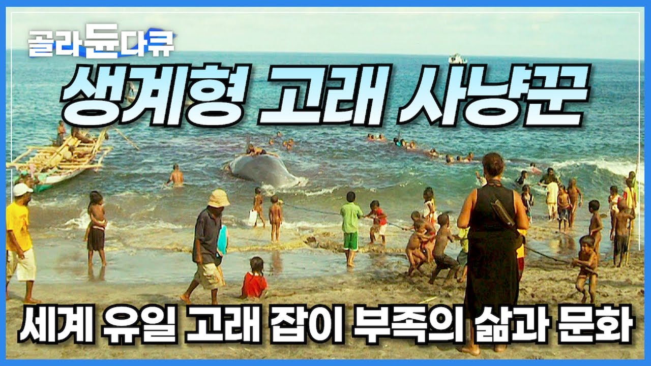 고래 사냥이 합법화된 지구상 유일한 원시 부족의 생생한 삶의 현장│전설의 작살 고래 사냥꾼│생계형 고래잡이 부족 라마레라