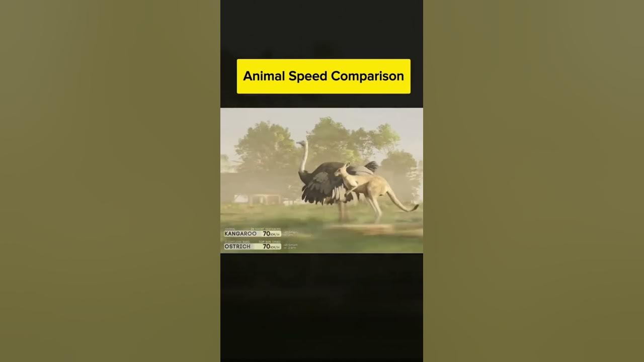 Velocidade dos Animais Parte 2 (Animal Speed Comparison) - YouTube