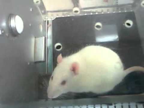Conditioning Rats for Lever Pressing - YouTube