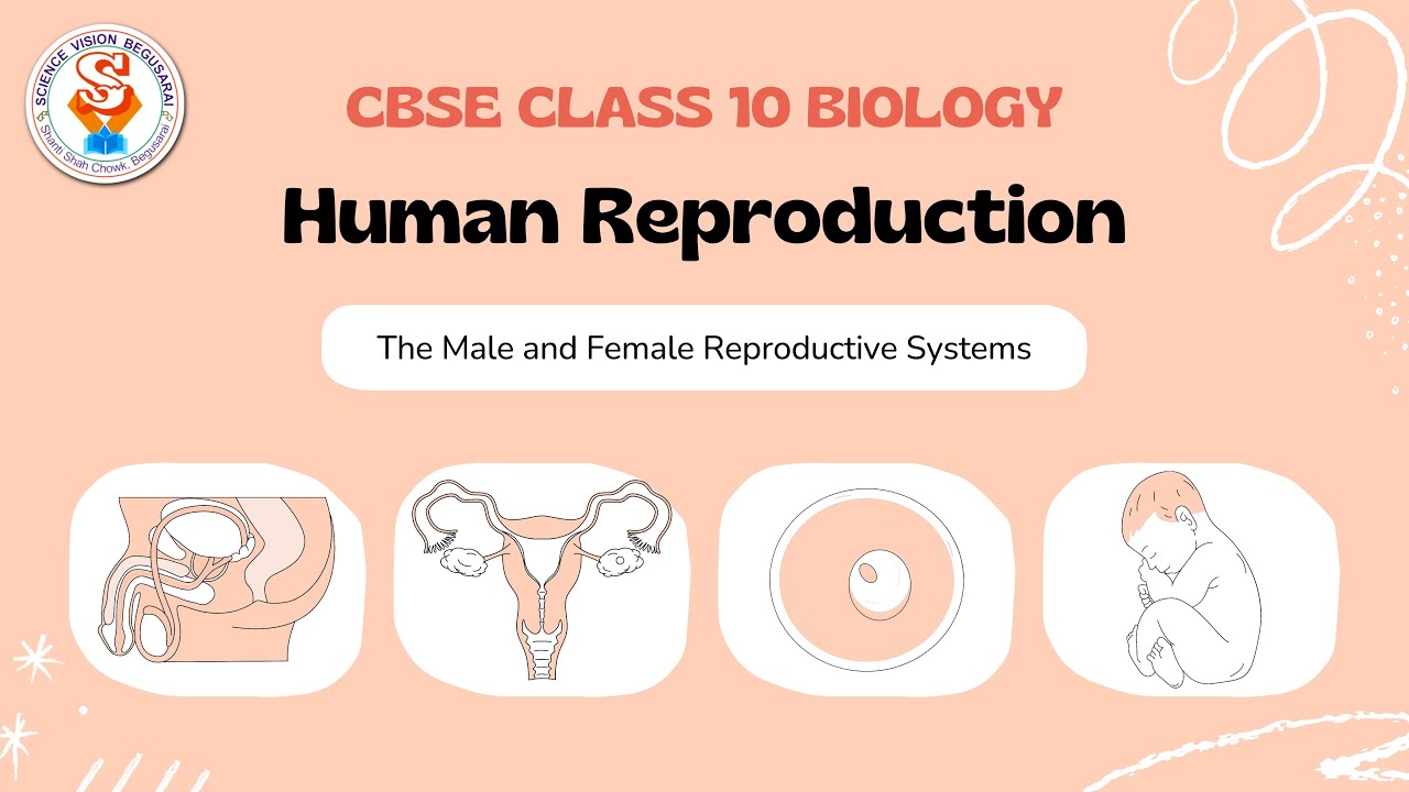 Female Reproductive Organ | Human Reproduction | CBSE Class 10 Biology ...