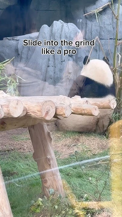 Happy New Year! Let's slide into 2025 silly, serene, and ready for whatever comes next! - YouTube