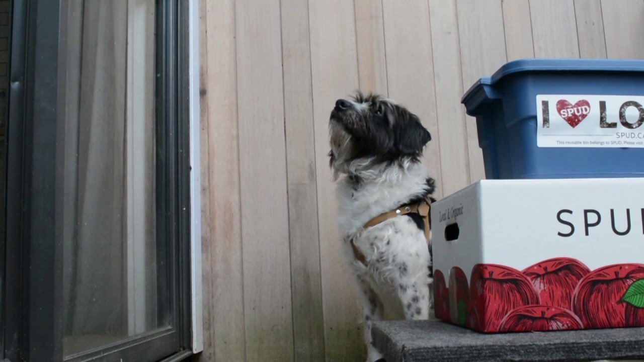 Introducing: SPUD Delivery Dogs - YouTube