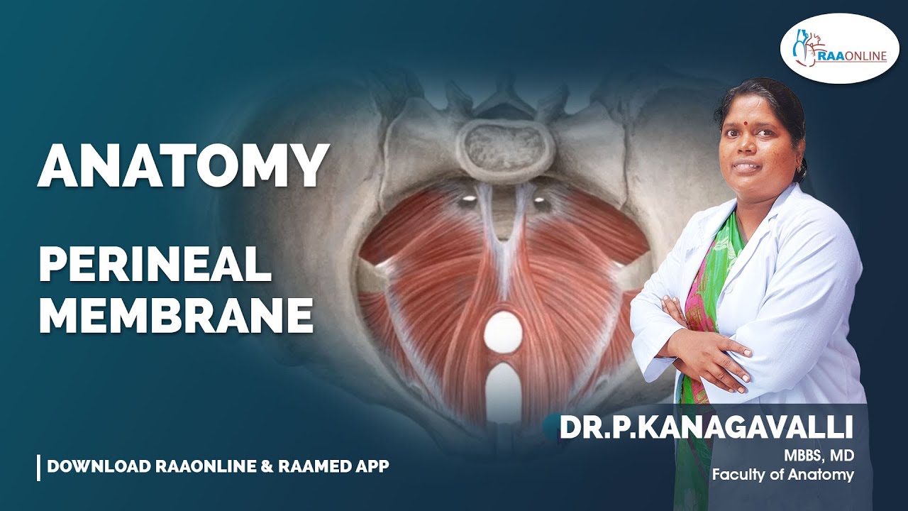 Perineal Membrane - YouTube