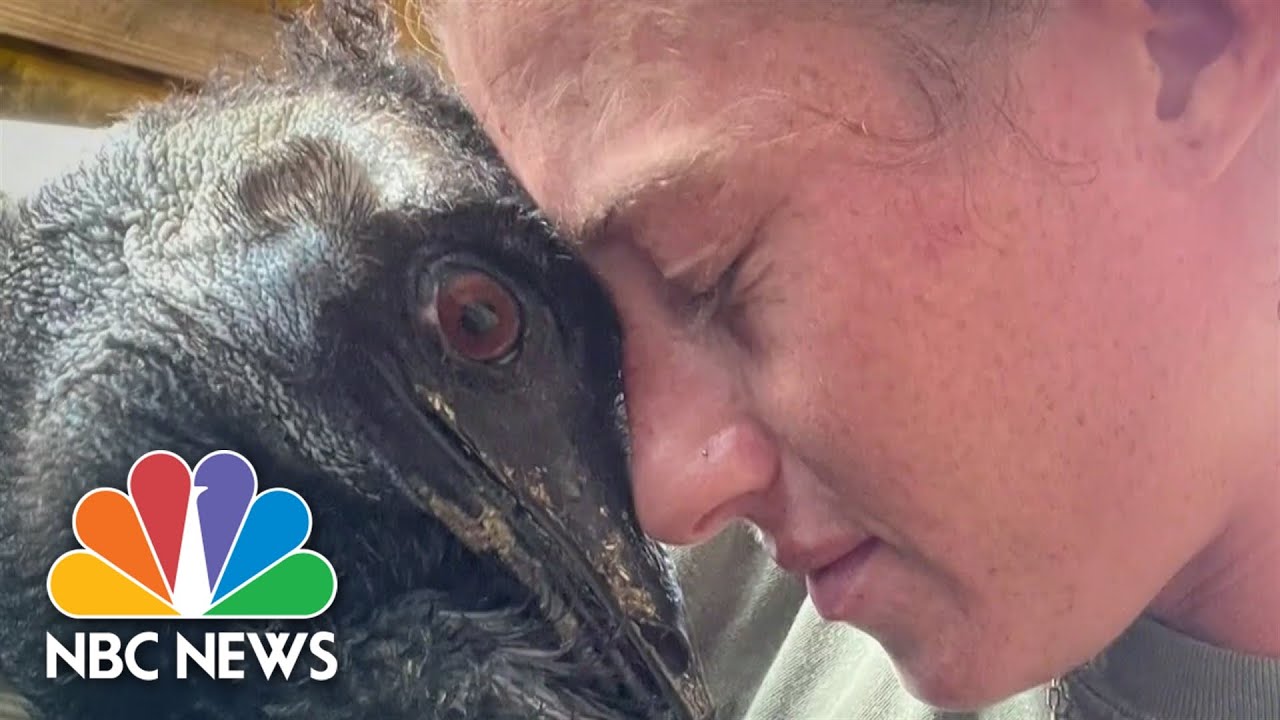 Social Media Star Emu Sick With Bird Flu - YouTube