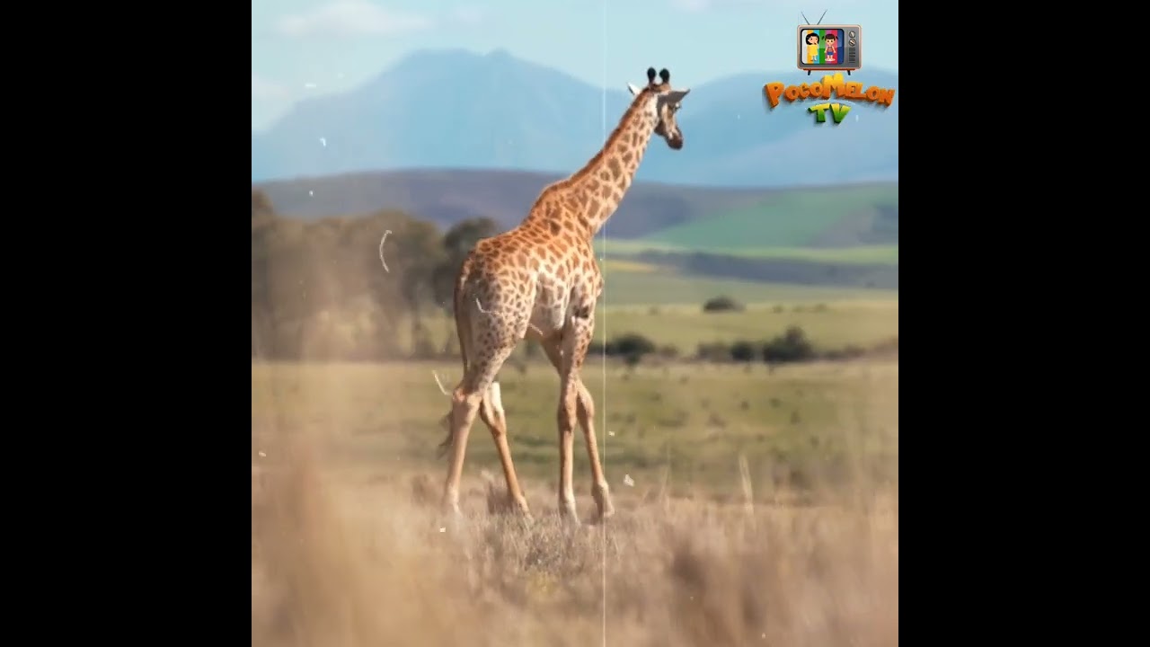 Giraffe | Giraffe walking | Classic Cartoon Compilation | Giraffe Video | Giraffe Run - YouTube