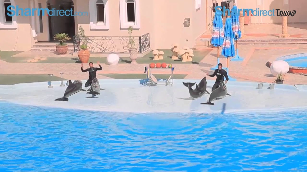 Sharmdirect Swimming with Dolphins & Dolphin Show Sharm El Sheikh - YouTube