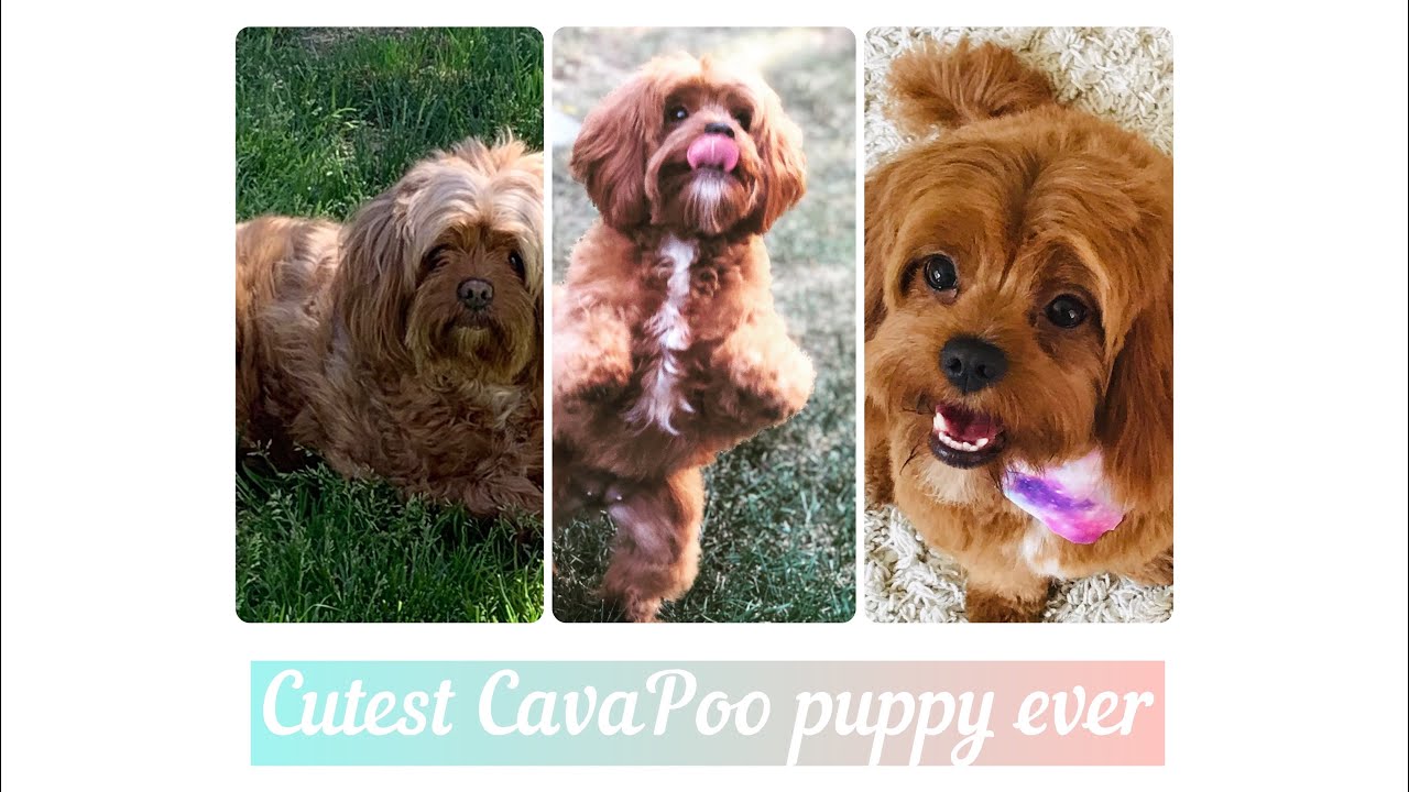 Cutest cavapoo puppy EVER - YouTube