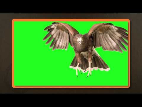 Compositing a Hawk with Green Screen Animals