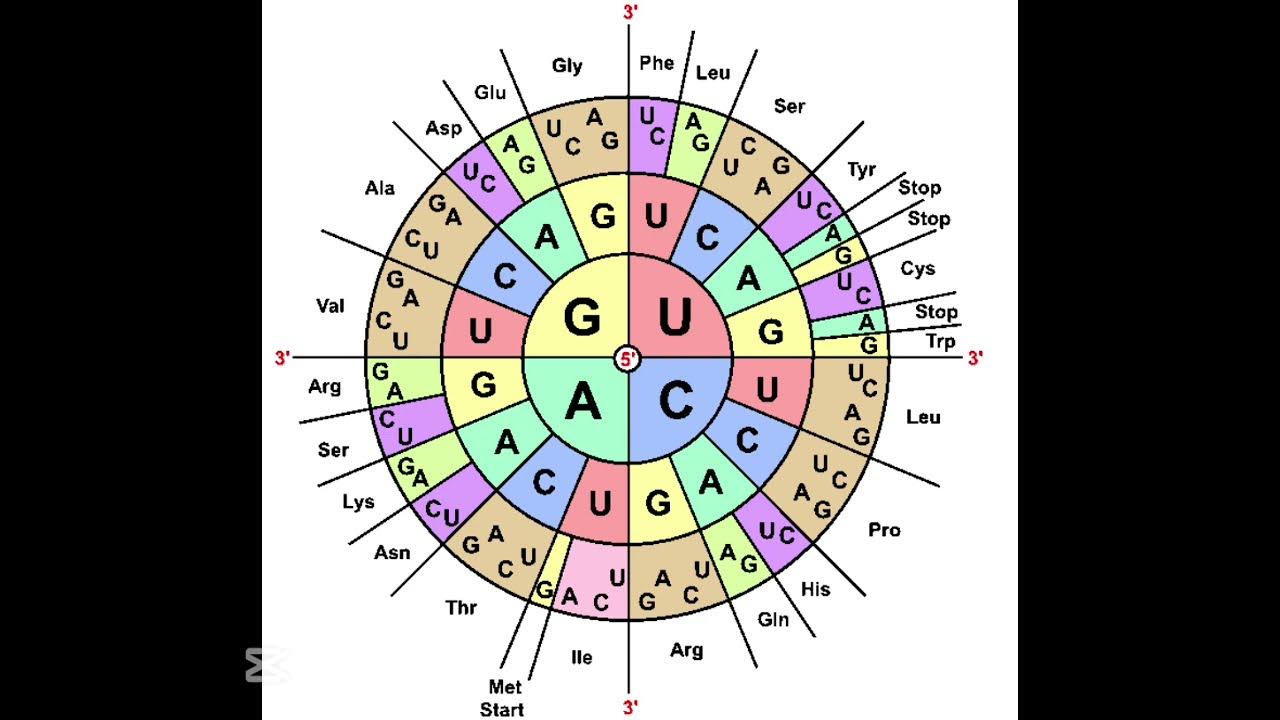 IB Biology - A 1.2 Nucleic Acids: Structure, Replication, and Genetic ...