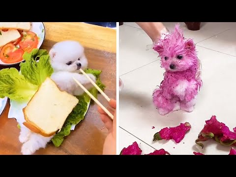 Tik Tok Mini Squirrel Dog😍 - Funny and Cute Pomeranian #1