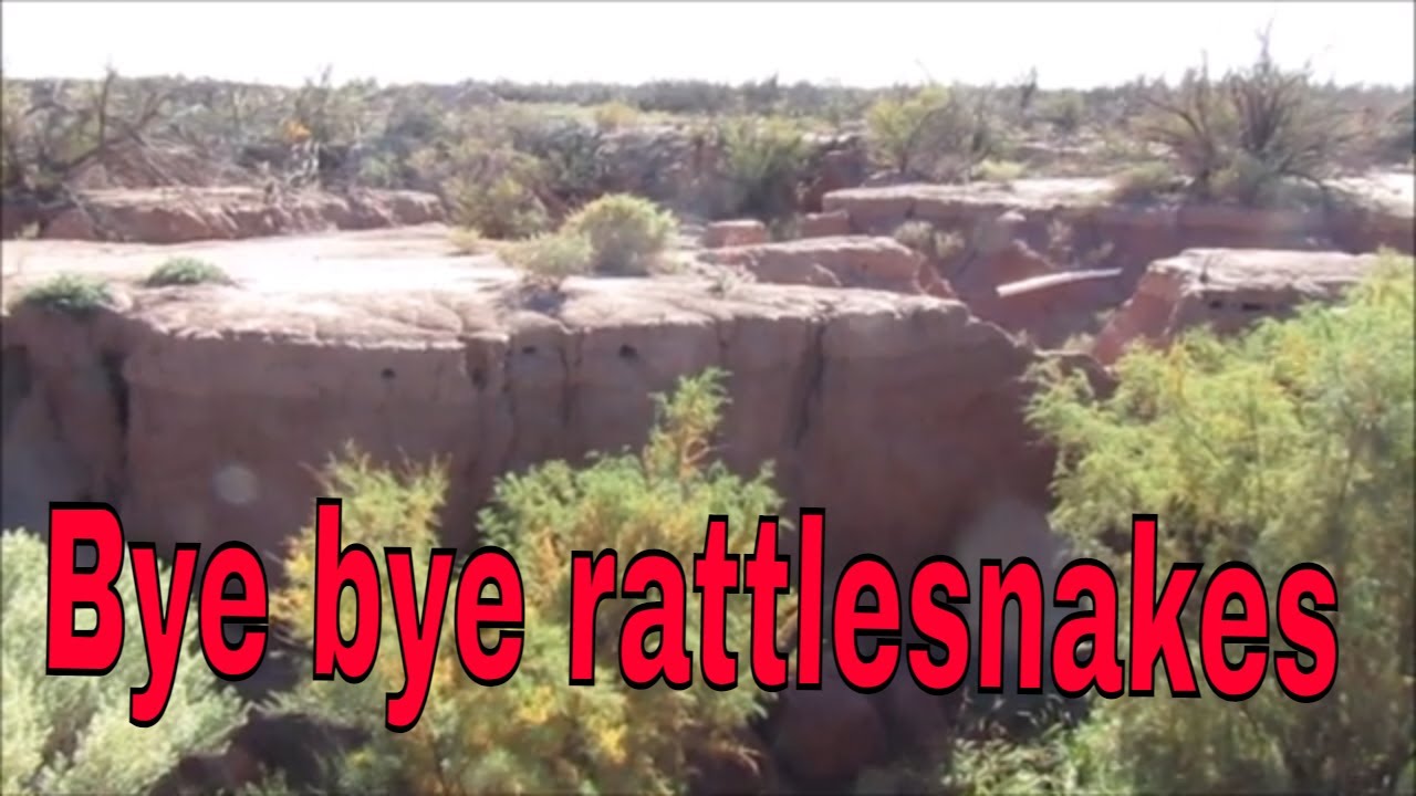 Rattlesnake dens are getting covered up - YouTube
