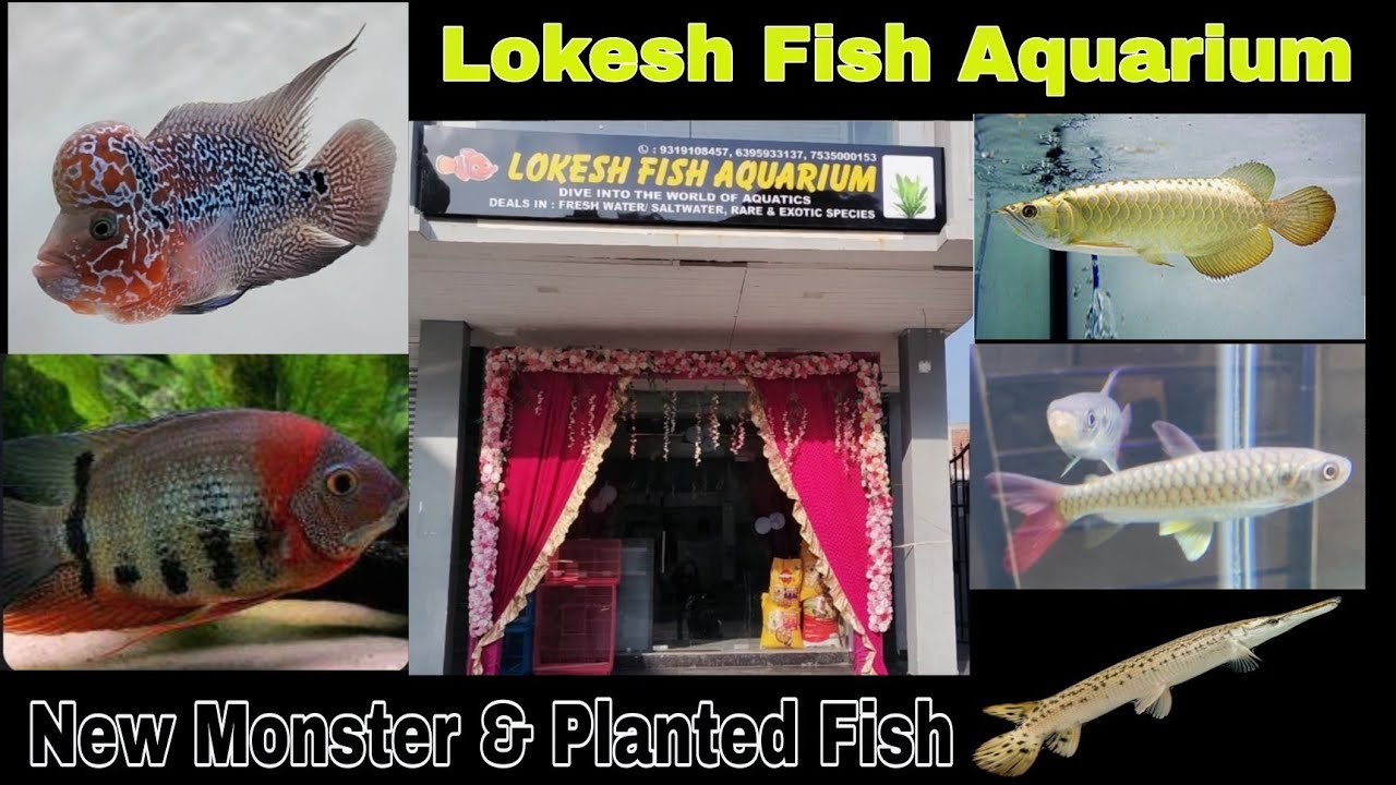 New Fish Store | Lokesh Fish Aquarium AGRA #fish - YouTube