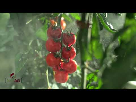 NeuAg website video - no words - YouTube