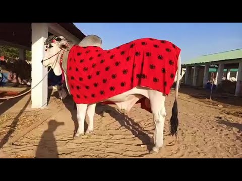 Sibi Festival 2020 Balochistan Pakistan Sibi Bhagnari Bulls & Cows ...