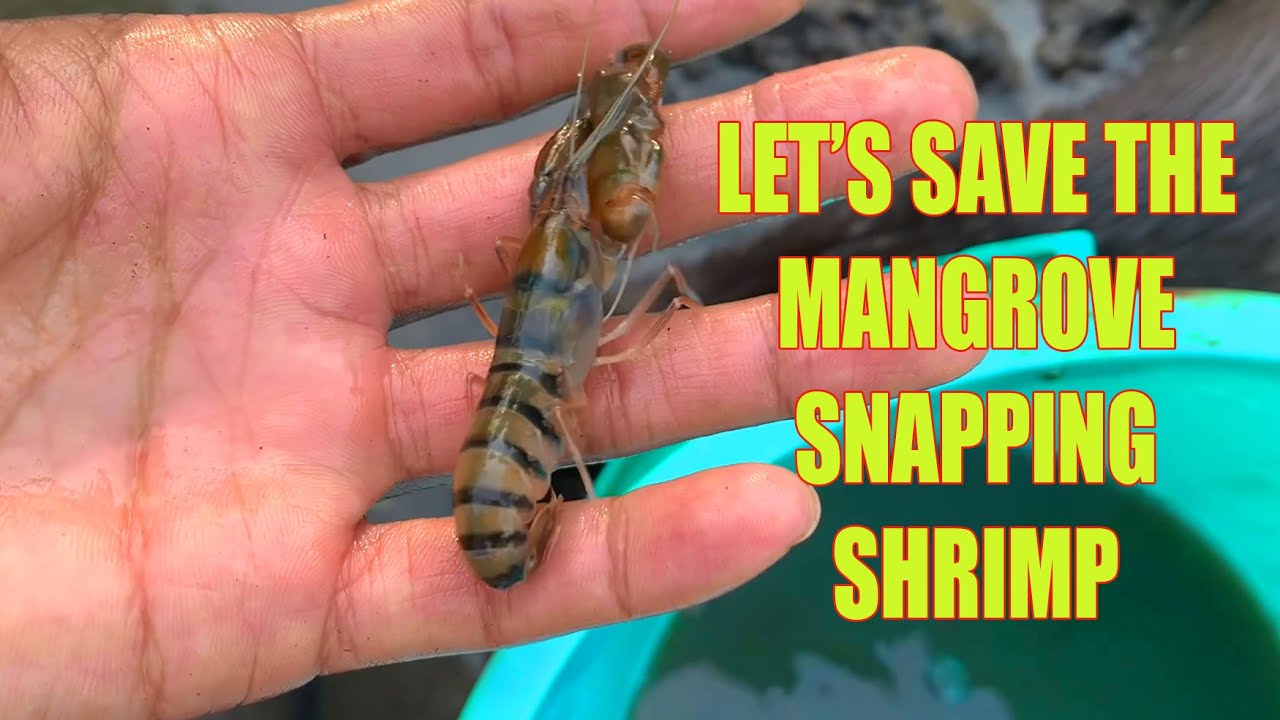Otter Titi Doesn't Eat Snapping Shrimp To Save Our Mangroves - YouTube