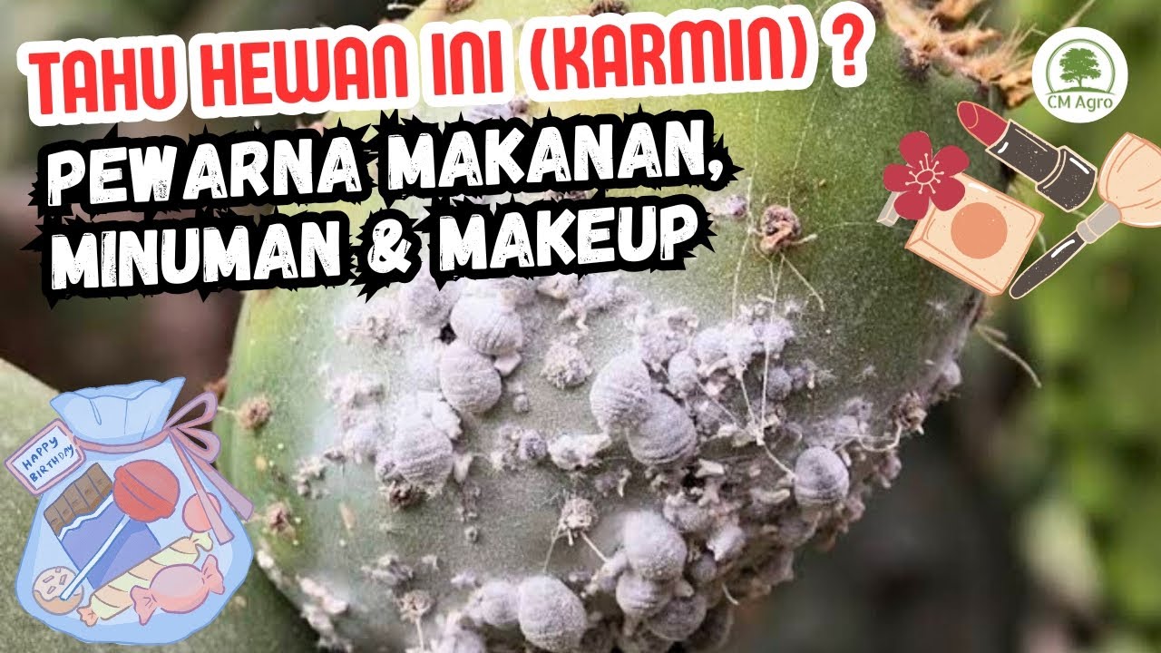 KUTU DAUN (KARMIN) SI PEWARNA ALAMI YANG HARGANYA MAHAL‼️🌵🦠 - YouTube
