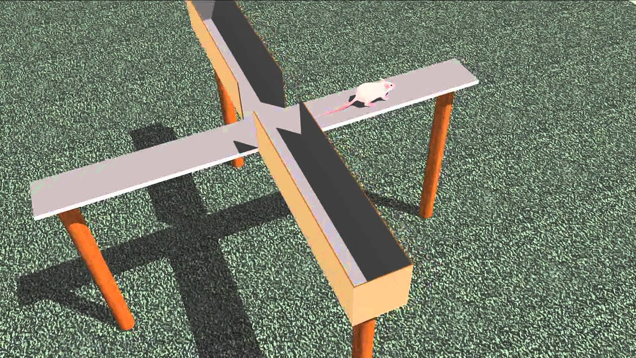 The elevated "plus" maze - YouTube