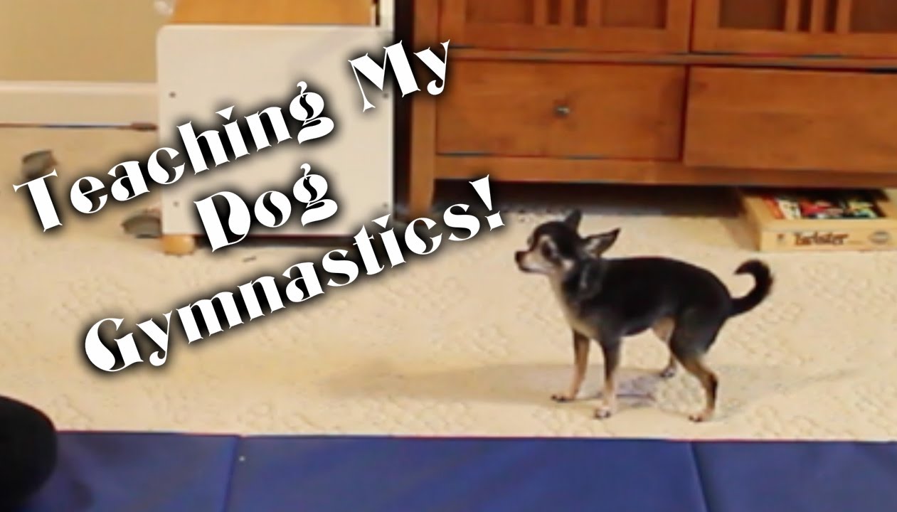 Teaching My Dog Gymnastics! - YouTube