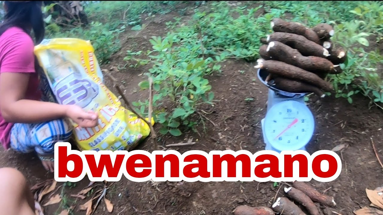 pag abuno ng triple 14 sa palay+ bwenamano sa kamoteng kahoy. - YouTube