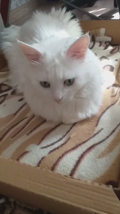 Кот мафия!😎😎😎 - YouTube