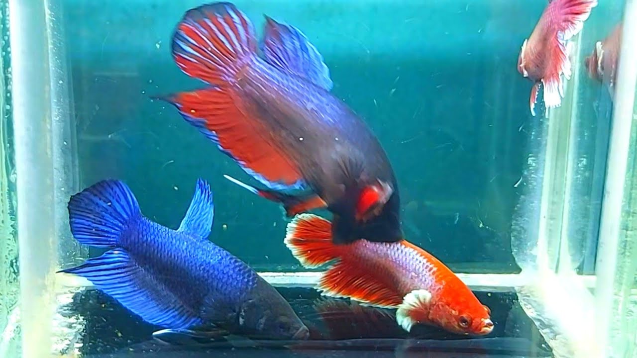 adu ikan cupang bagan big ear,ikan laga,beli ikan cupang halfmoon ...