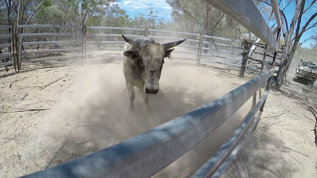WILD SCRUB BULL - YouTube