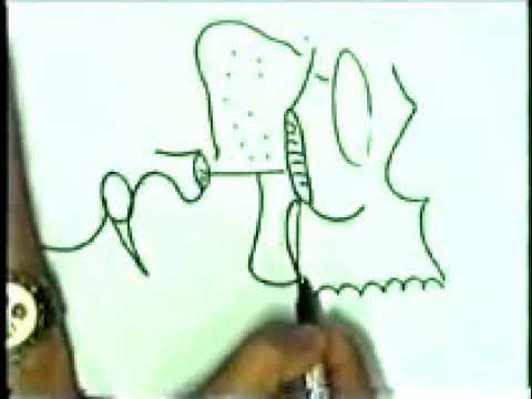 Head 12 - Pterygoid Muscles & Parts Of Maxillary Artery - Dr Sameh ...