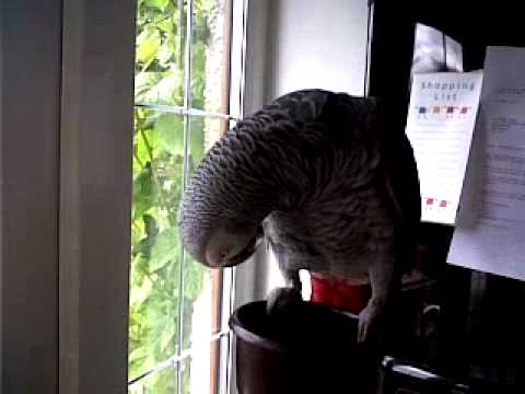 My itchy parrot - YouTube