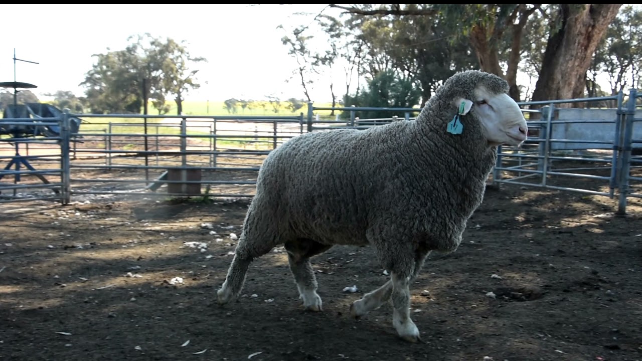 Lot 17, Charinga Merino 2021 sale - YouTube