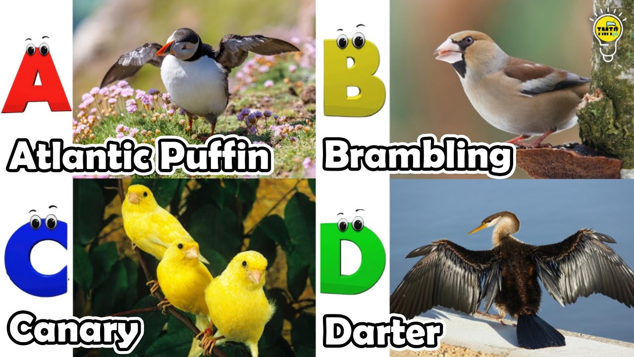 Birds ABC Song | Birds Alphabet Song for Kids | Phonics for Kids | Baby ...