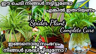 ഈ ചെടിയുടെ ഗുണവും ദോഷവും അറിയാതെ പോവല്ലേ/Spider Plant Care in Malayalam/ Ribbon Plant #indoorplants