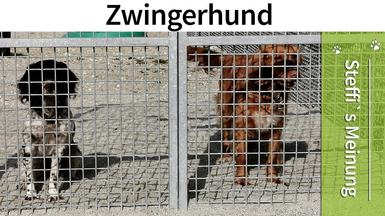 Nachbar Halt Hund Im Zwinger
