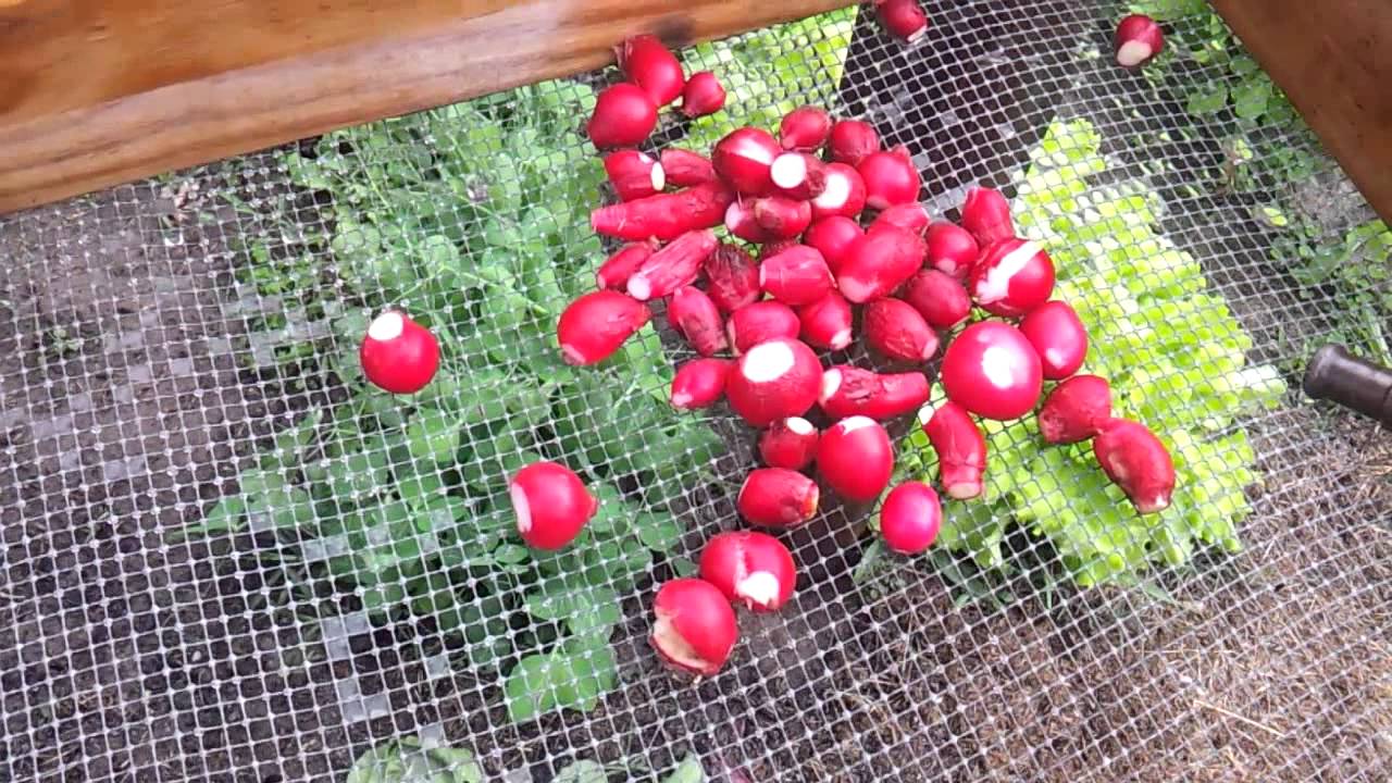 Washing radishes on the vegetable garden washing table station - YouTube