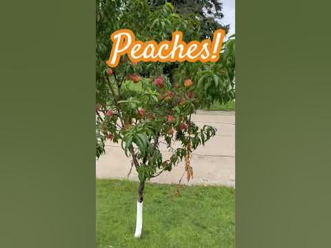 How to grow peaches, check out our 3 year old peach trees. #peaches # ...