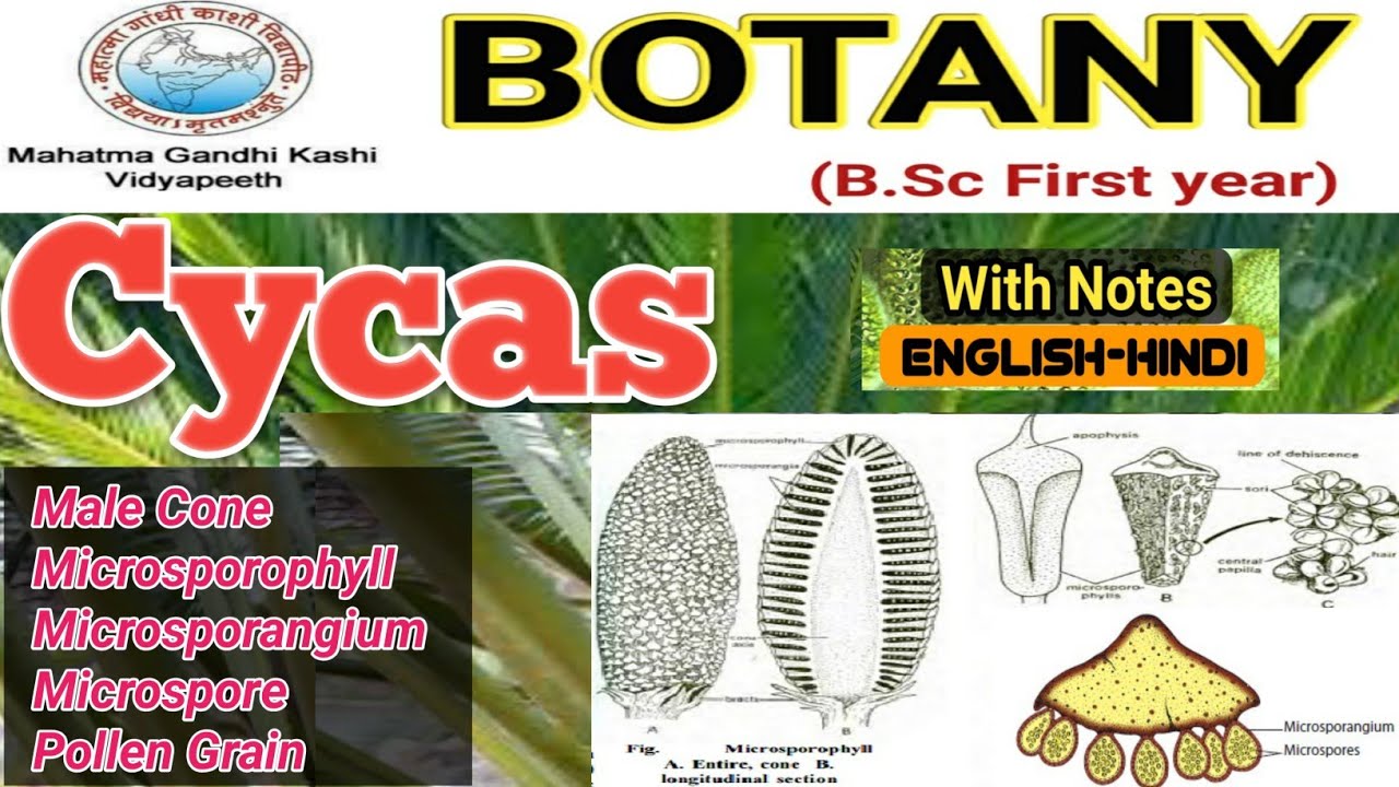 Reproduction in Cycas/Cycas Male Cone/B.Sc 1st year - YouTube