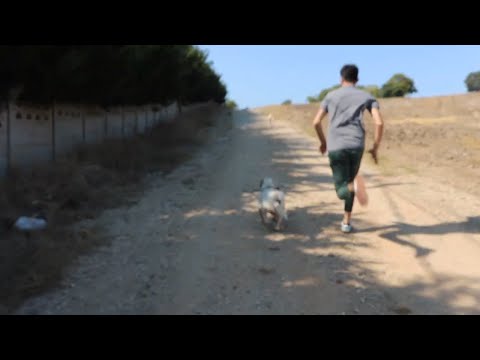 DIZCI ÖMER PİTBULL VE DOGO İLE KANGAL KOVALIYOR...