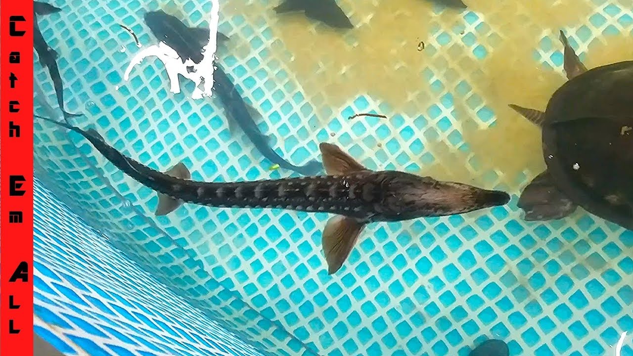 ANCIENT DINOSAUR FISH Alive RAISING and FEEDING BABIES! - YouTube